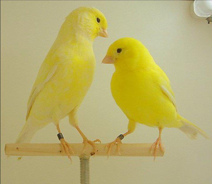 Kanariefugle - Kongers DK